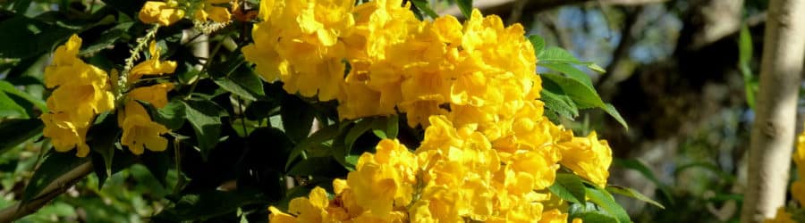 Tecoma - Entretien, Plantation et Culture | Conservation Nature