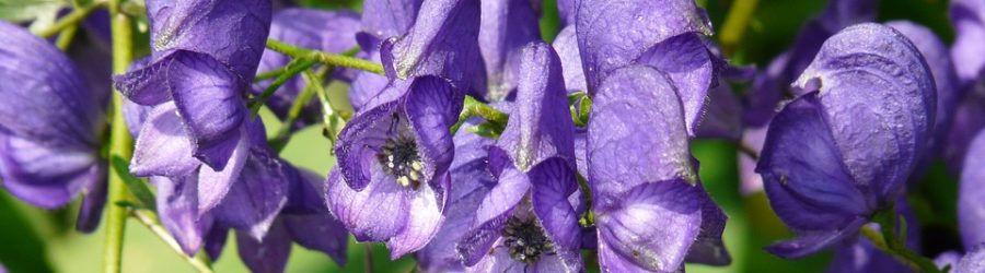 Aconit (Aconitum) - Entretien, Plantation et Culture | Conservation Nature