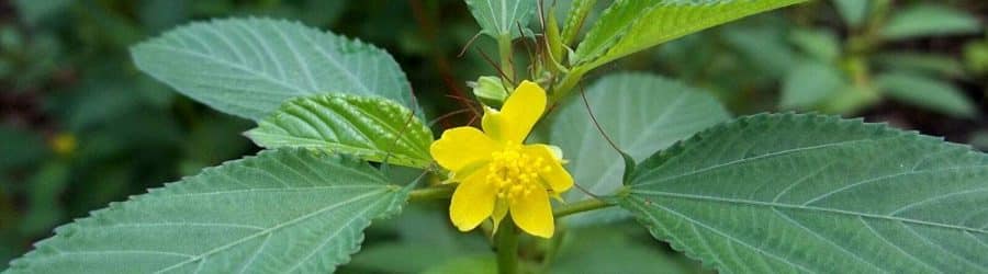 Corchorus - Entretien, Plantation et Culture | Conservation Nature