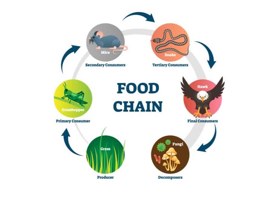 La chaine alimentaire | Conservation Nature