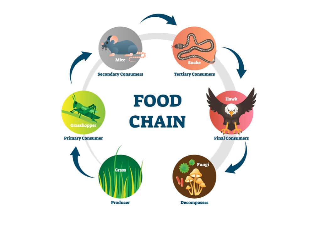 La chaine alimentaire | Conservation Nature