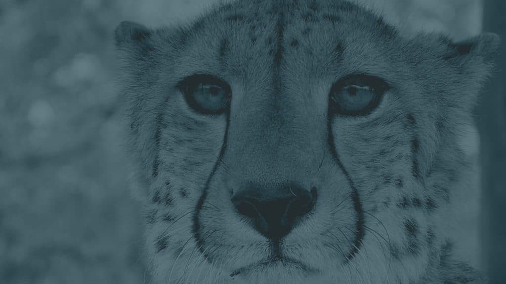 Qu'est-ce que le braconnage ? | Conservation Nature