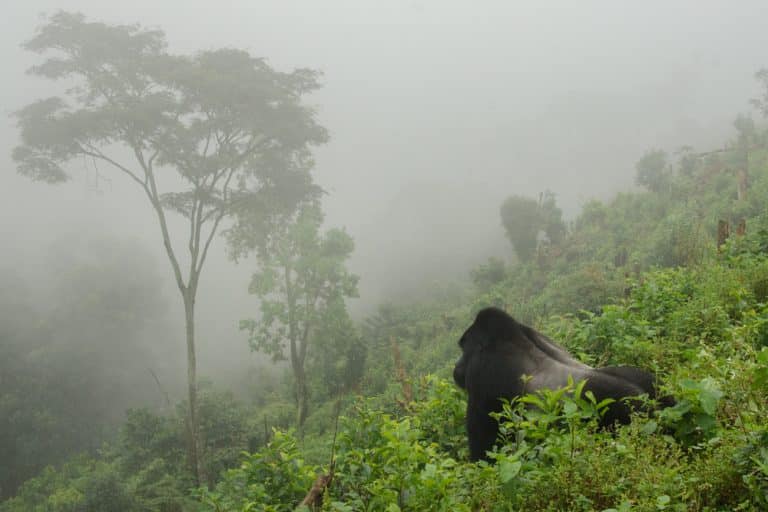 Braconnage : une des plus grandes menaces pour la biodiversité ...