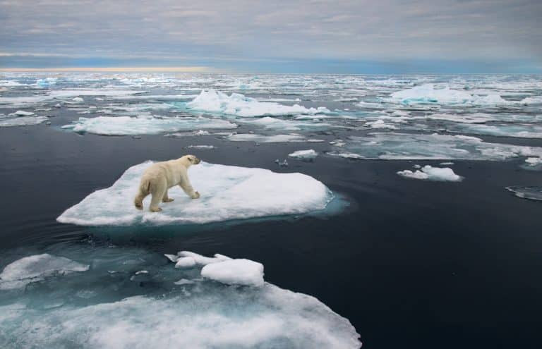 La banquise, terres glacées du bout du monde - Conservation Nature