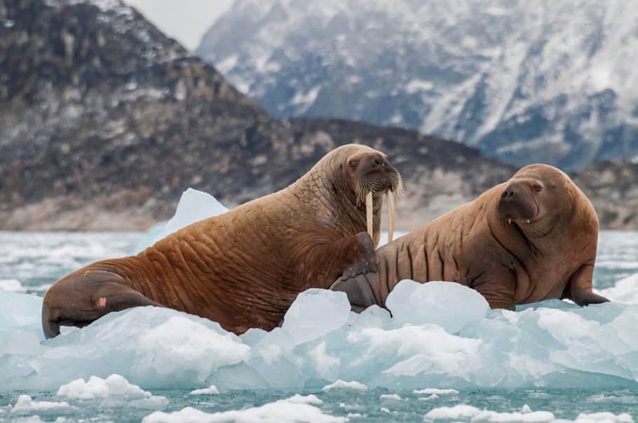 La banquise, terres glacées du bout du monde - Conservation Nature