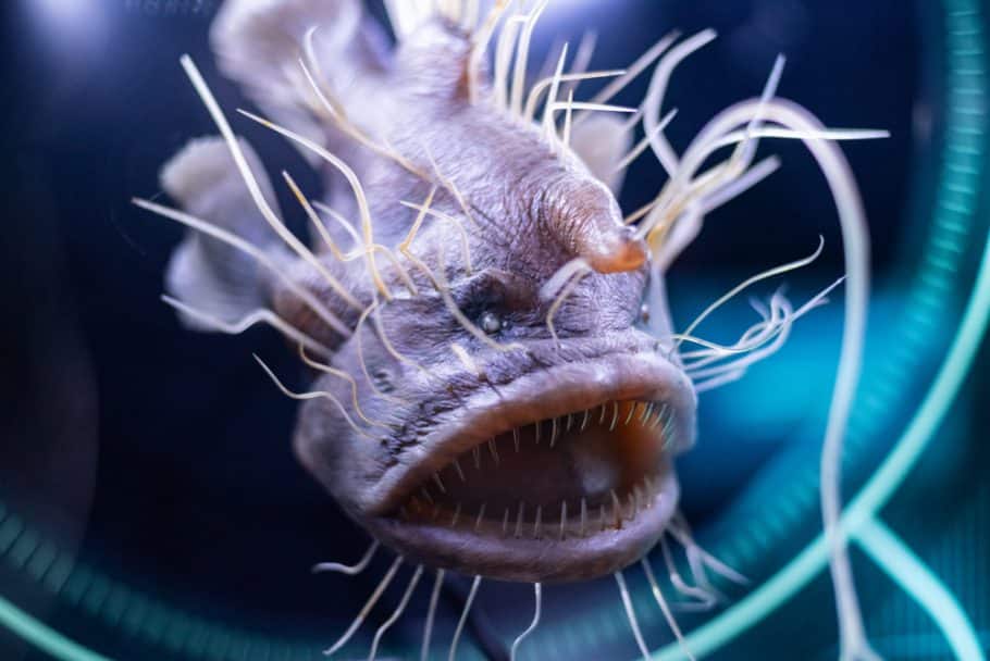 Les abysses, si proches et si lointaines - Conservation Nature