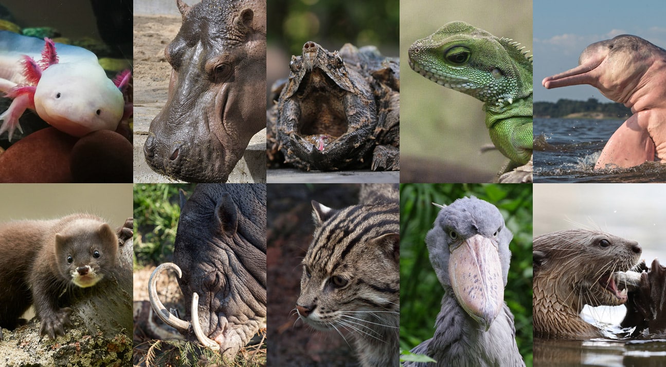 Les animaux menacés et en voie de disparition - Conservation Nature