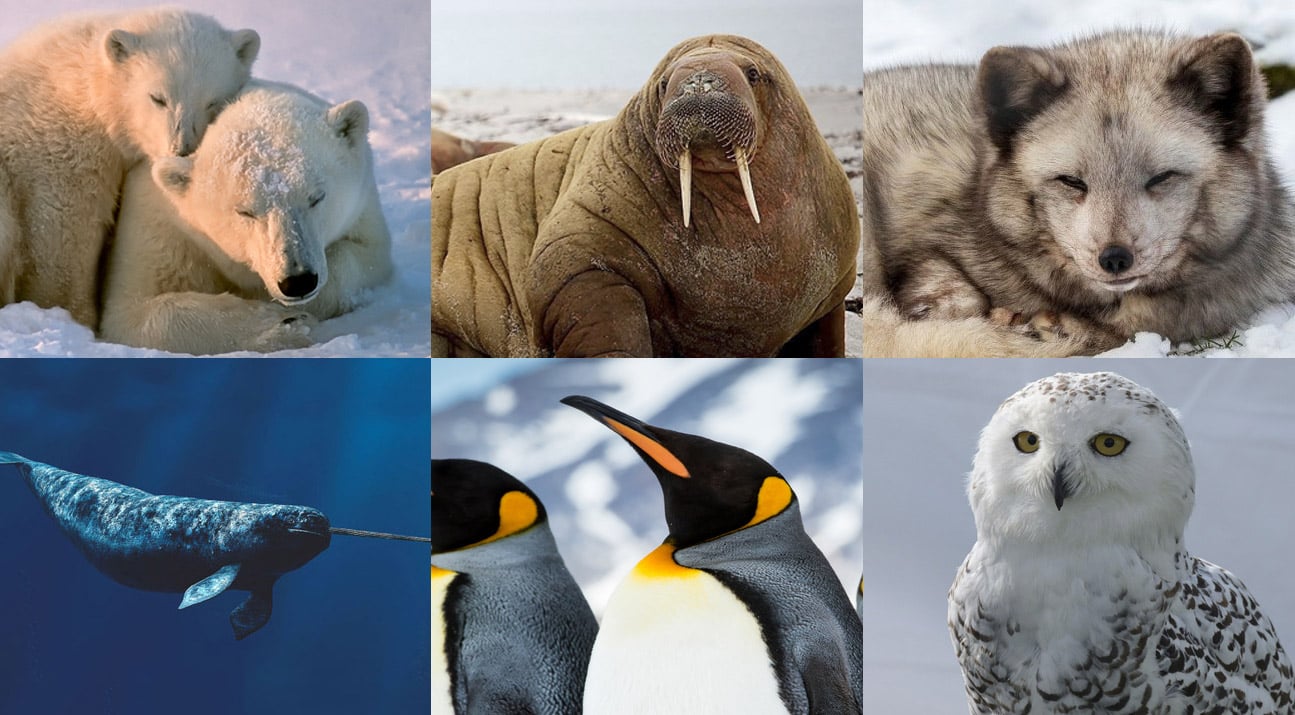 Les animaux menacés et en voie de disparition - Conservation Nature