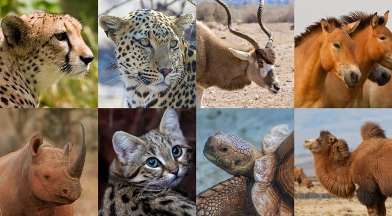 Les animaux menacés et en voie de disparition - Conservation Nature