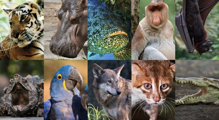 Les animaux menacés et en voie de disparition - Conservation Nature