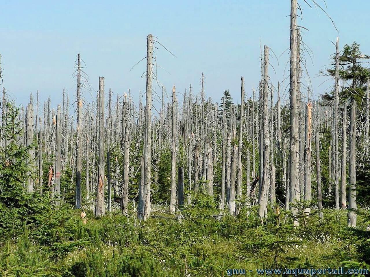 Pluies Acide : Définition, Causes et Conséquences - Conservation Nature