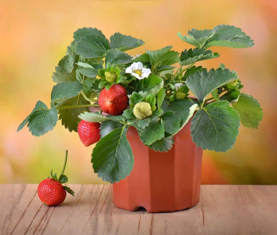 Faire pousser une graine de fraises à partir du fruit - Conservation Nature