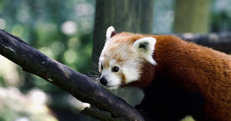 Où voir les pandas roux dans le monde ? - Conservation Nature