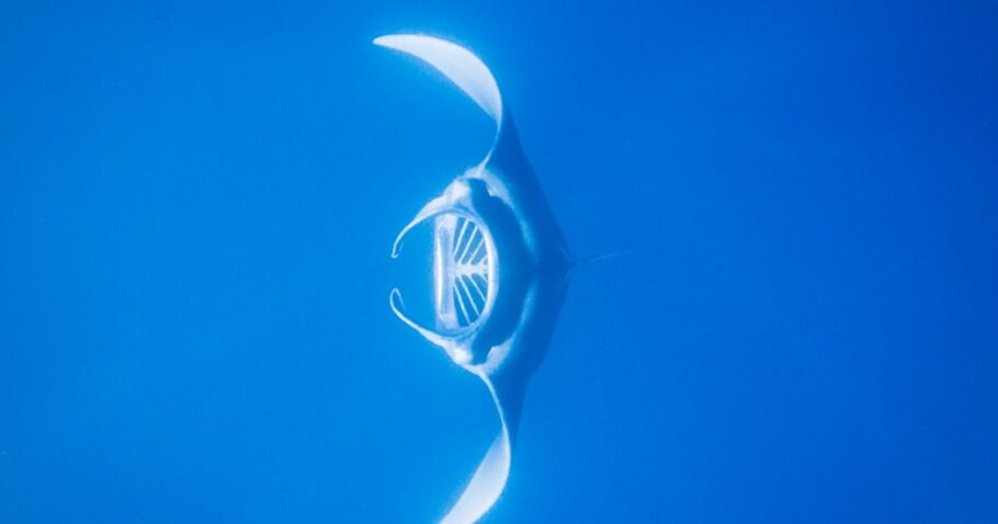 Où voir les raies mantas dans le monde ? - Conservation Nature