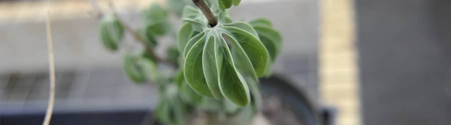 Adenia - Entretien, Plantation et Culture | Conservation Nature