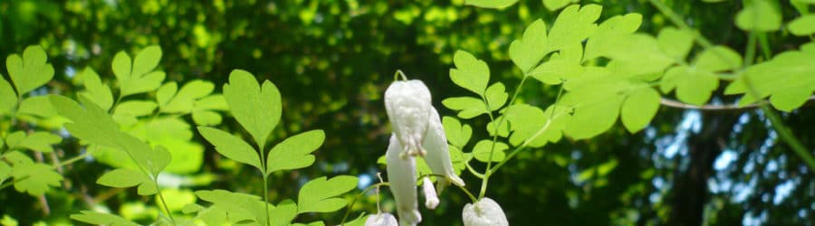 Adlumia - Entretien, Plantation et Culture | Conservation Nature