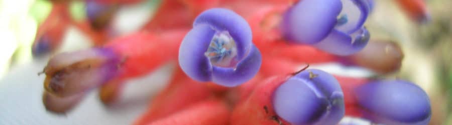 Aechmea - Entretien, Plantation et Culture | Conservation Nature