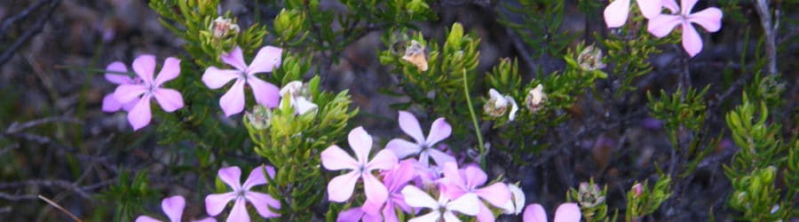 Agathosma - Entretien, Plantation et Culture | Conservation Nature