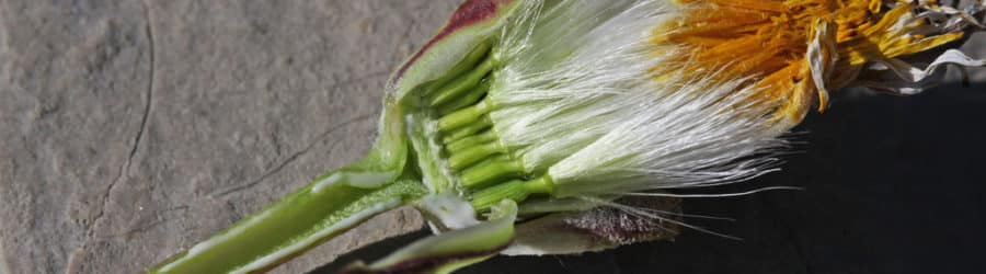 Agoseris - Entretien, Plantation et Culture | Conservation Nature