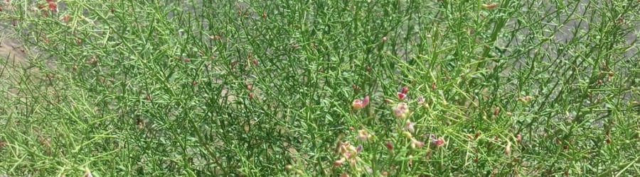 Alhagi - Entretien, Plantation et Culture | Conservation Nature