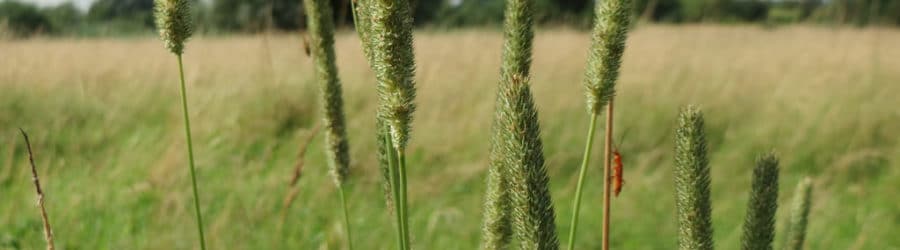 Vulpin (Alopecurus) - Entretien, Plantation et Culture | Conservation ...