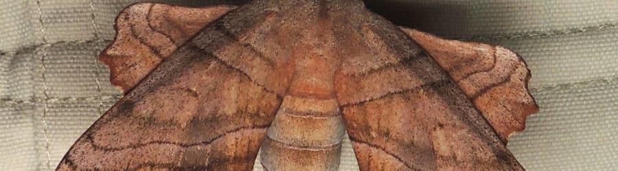 Faux-indigo (Amorpha) - Entretien, Plantation et Culture | Conservation ...