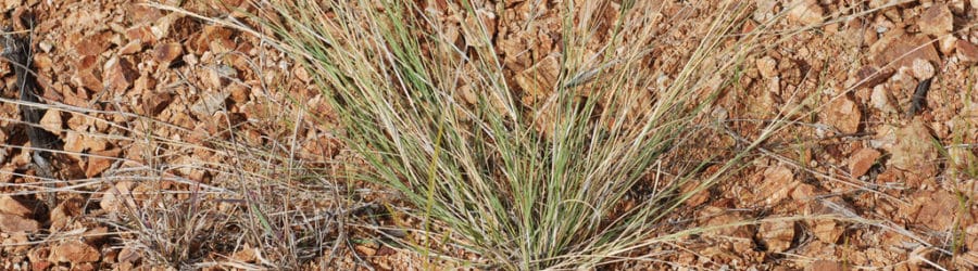 Aristida - Entretien, Plantation et Culture | Conservation Nature