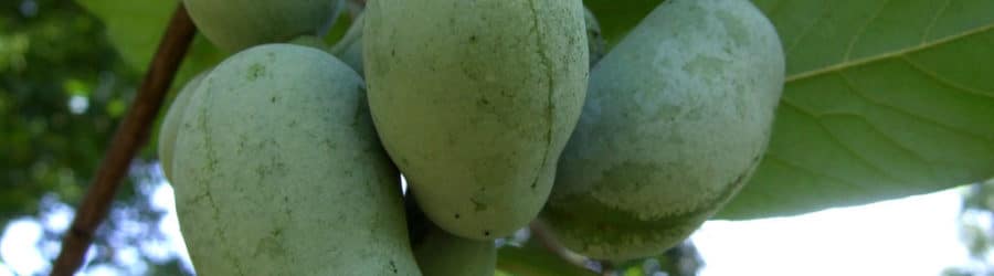 Asimine (Asimina) - Entretien, Plantation et Culture | Conservation Nature