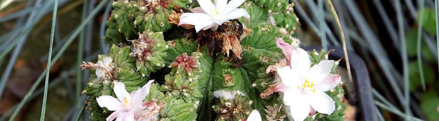 Aztekium - Entretien, Plantation et Culture | Conservation Nature