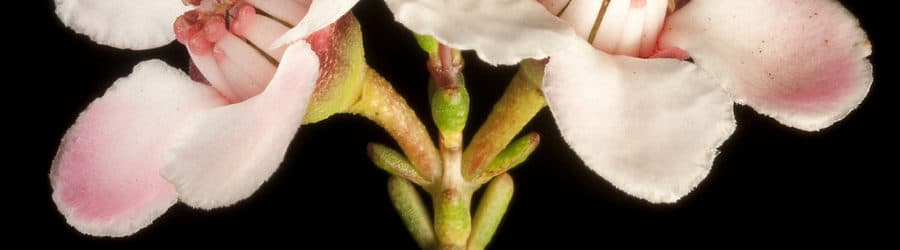 Baeckea - Entretien, Plantation et Culture | Conservation Nature