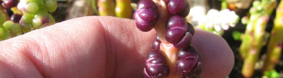 Basella - Entretien, Plantation et Culture | Conservation Nature