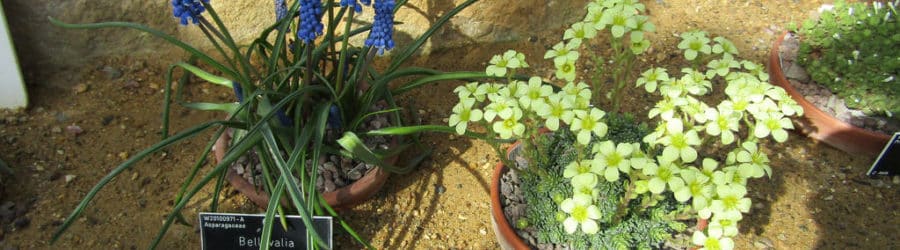 Bellevalia - Entretien, Plantation et Culture | Conservation Nature