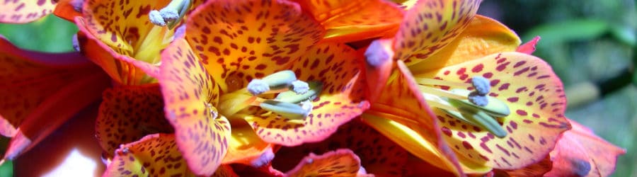 Bomarea - Entretien, Plantation et Culture | Conservation Nature