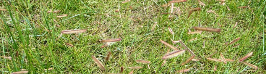 Bouteloua - Entretien, Plantation et Culture | Conservation Nature