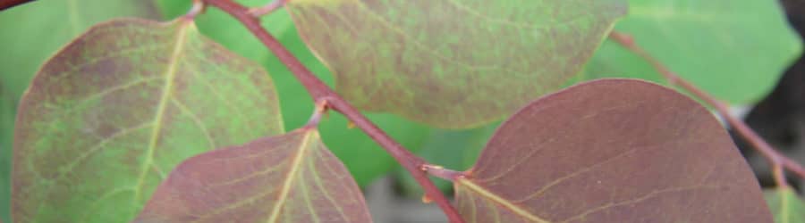 Breynia - Entretien, Plantation et Culture | Conservation Nature