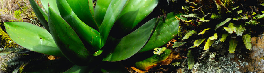 Bromélia (Bromelia) - Entretien, Plantation et Culture | Conservation ...