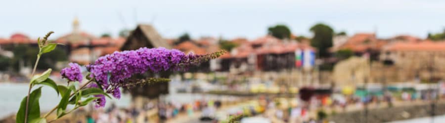 Buddleja - Entretien, Plantation et Culture | Conservation Nature