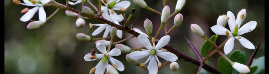 Bursaria - Entretien, Plantation et Culture | Conservation Nature