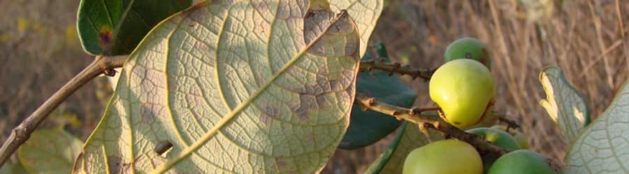 Byrsonima - Entretien, Plantation et Culture | Conservation Nature