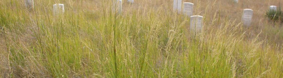 Calamovilfa - Entretien, Plantation et Culture | Conservation Nature