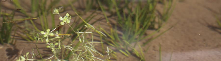 Callitriche - Entretien, Plantation et Culture | Conservation Nature