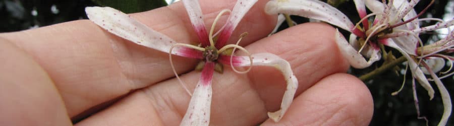 Calodendrum - Entretien, Plantation et Culture | Conservation Nature