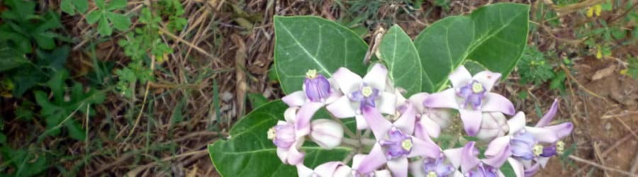 Calotropis - Entretien, Plantation et Culture | Conservation Nature