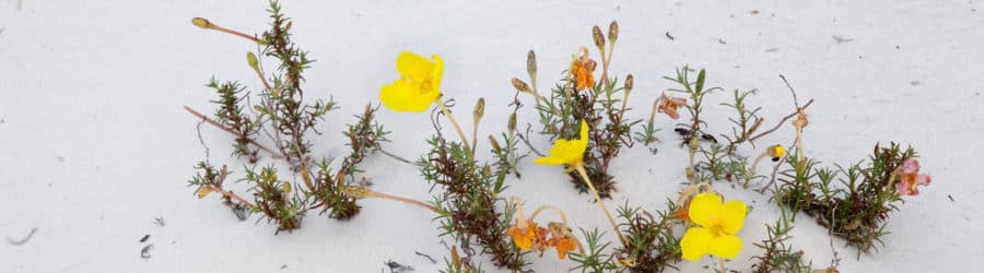 Calylophus - Entretien, Plantation et Culture | Conservation Nature