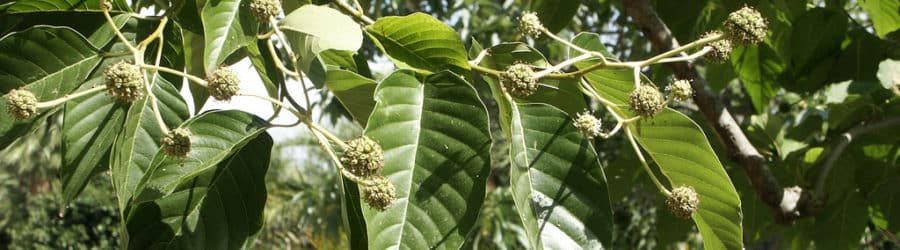 Camptotheca - Entretien, Plantation et Culture | Conservation Nature