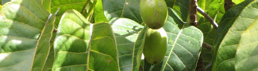 Canarium - Entretien, Plantation et Culture | Conservation Nature