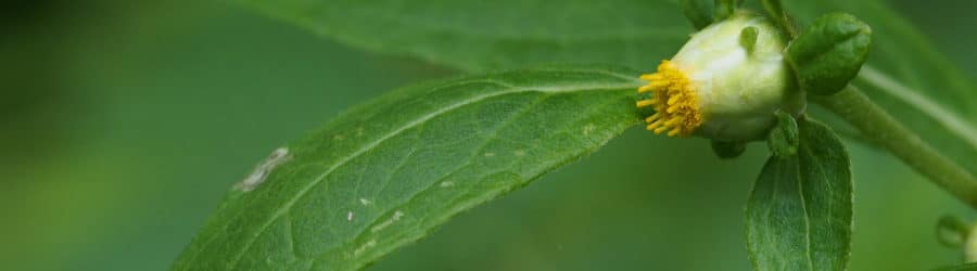 Carpesium - Entretien, Plantation et Culture | Conservation Nature