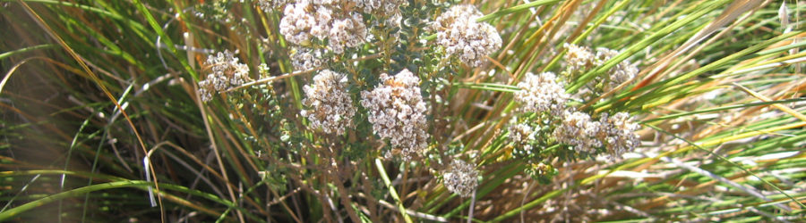 Cassinia - Entretien, Plantation et Culture | Conservation Nature