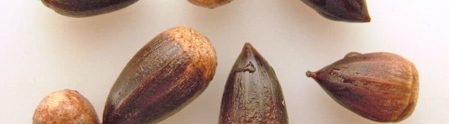 Castanopsis - Entretien, Plantation et Culture | Conservation Nature