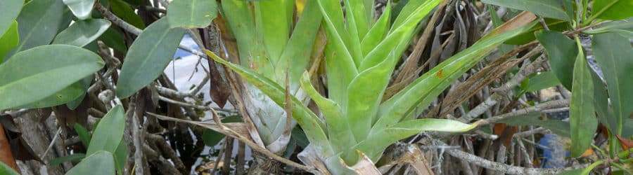 Catopsis - Entretien, Plantation et Culture | Conservation Nature